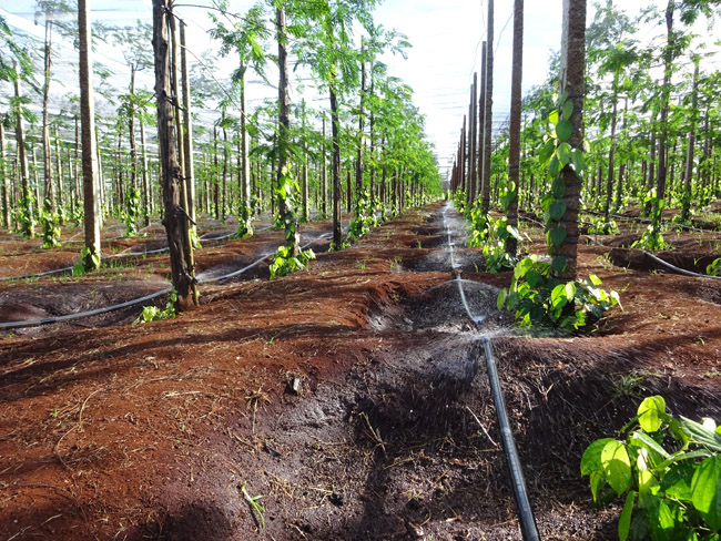 VPA: Preliminary survey of pepper season 2017 in Binh Phuoc - Dak Nong ...